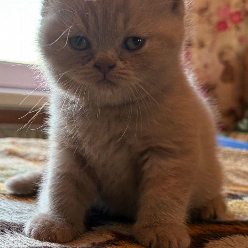 Британские котята