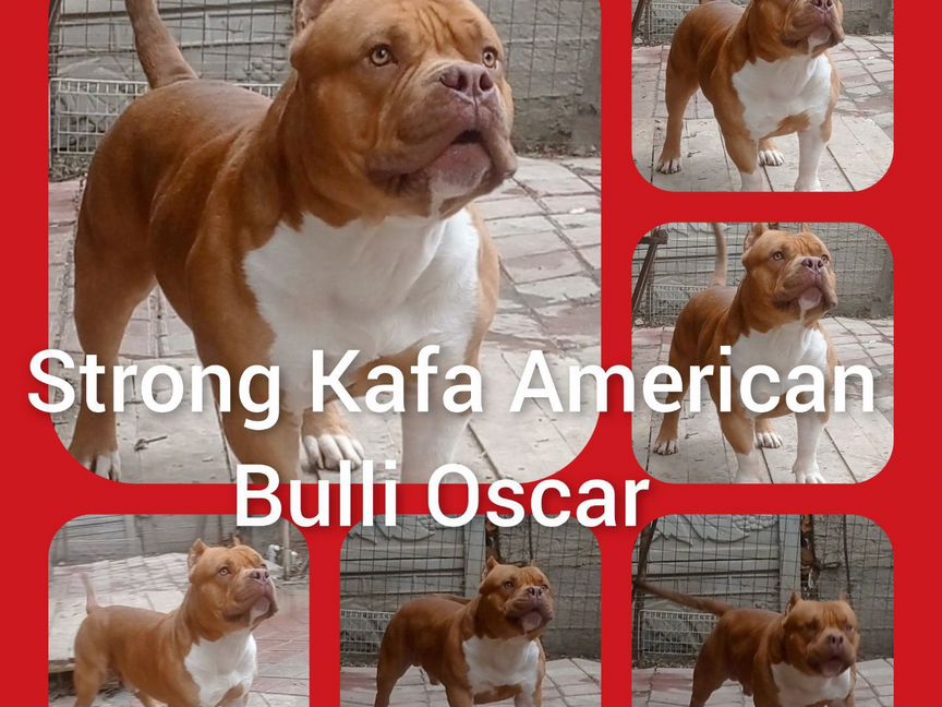 Американский булли покет вязка