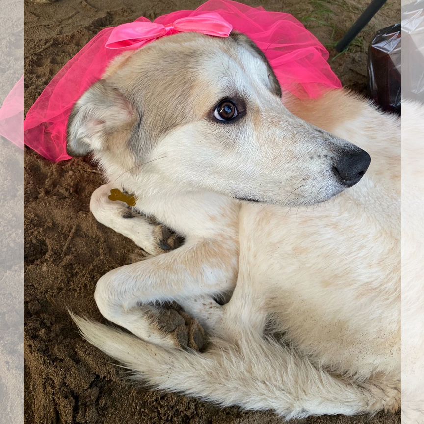 Мареммо-абруццкая овчарка, щенок