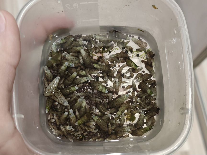 Улитки мелании бесплатно