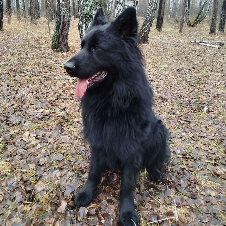 Немецкая овчарка, взрослый пёс