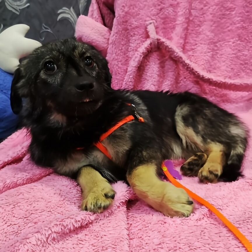 Взрослая собака в добрые руки