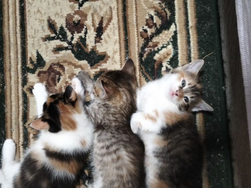 Котята от Кошки крысоловки