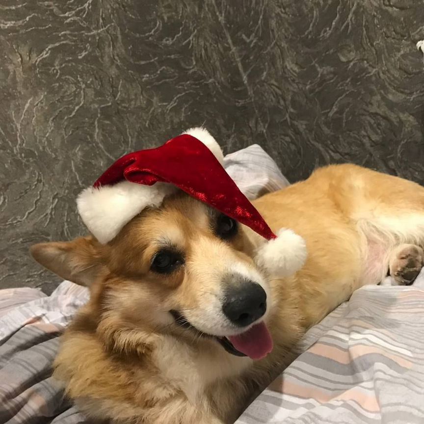 Отдам в добрые руки корги