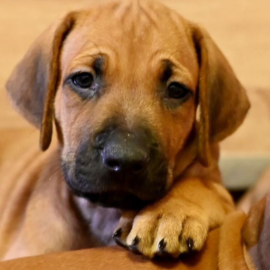 Родезийский риджбек, щенок