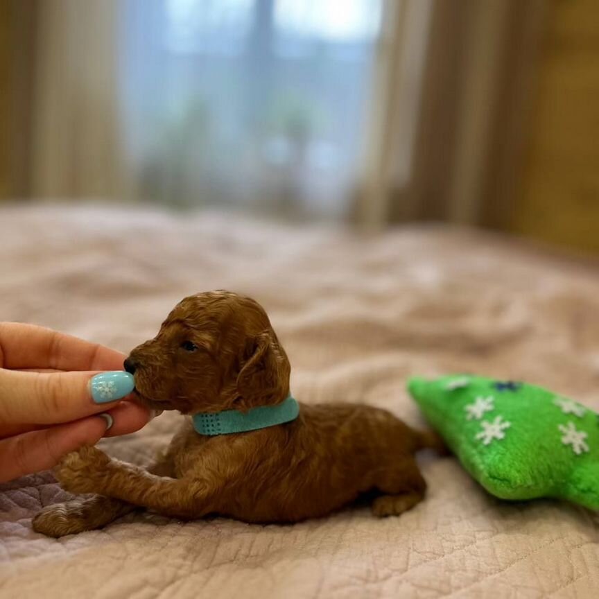 Чистокровные щенки пуделя (РКФ)