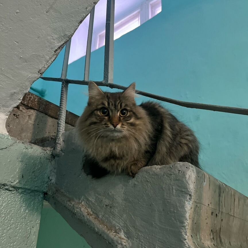 Котик ищет хозяев