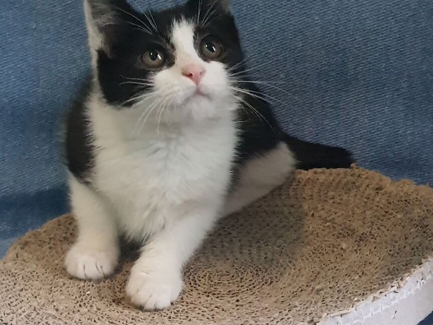 Очень нежный которебенок девочка ищет дом в дар