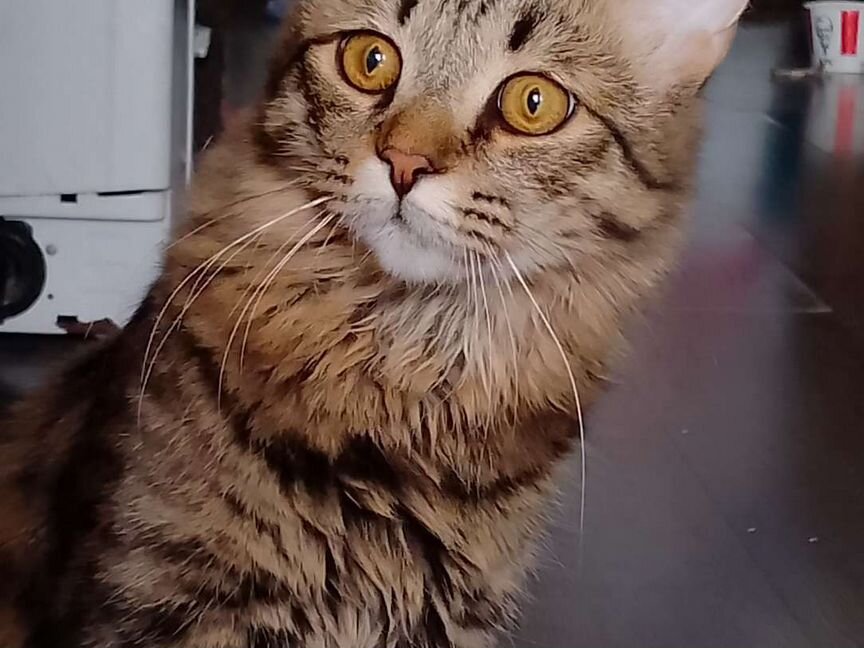 Отдам котика