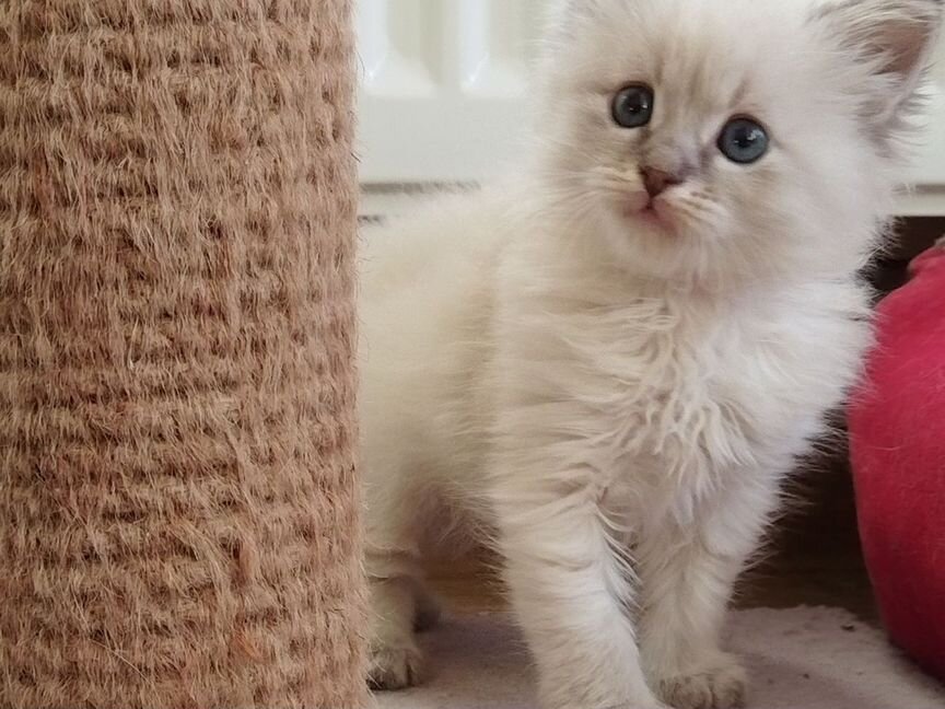 Невский маскарадный кот