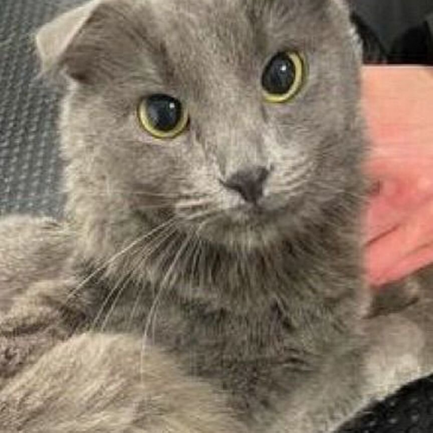 Ищем дом молодому коту