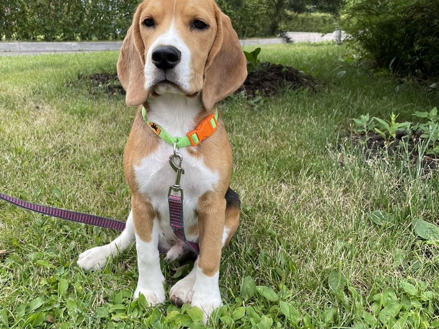 Отдам собаку породы бигль