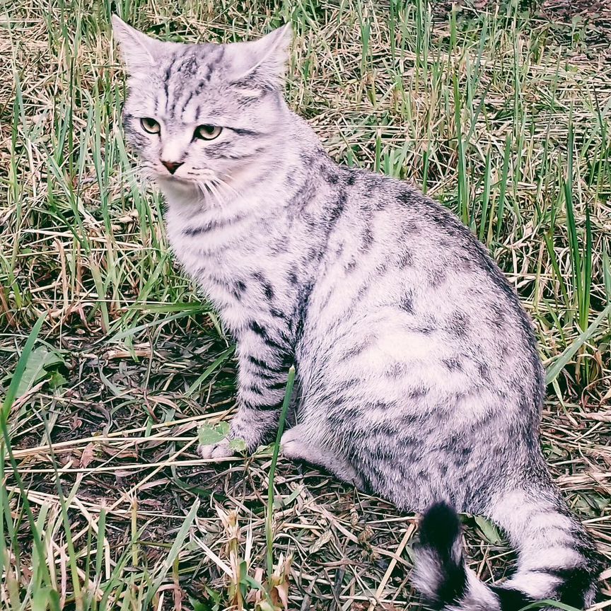 Котик Кошка нужен хозяин