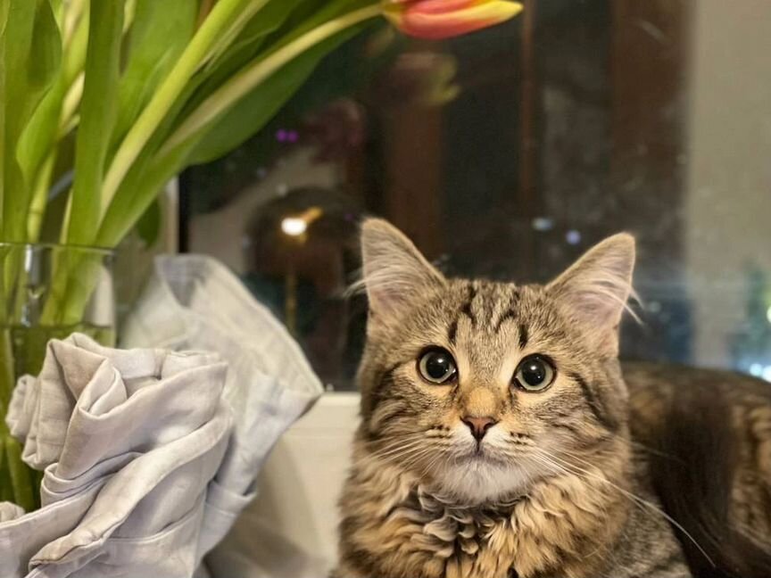 Котёнок подросток,кошка Леся в дар в добрые руки