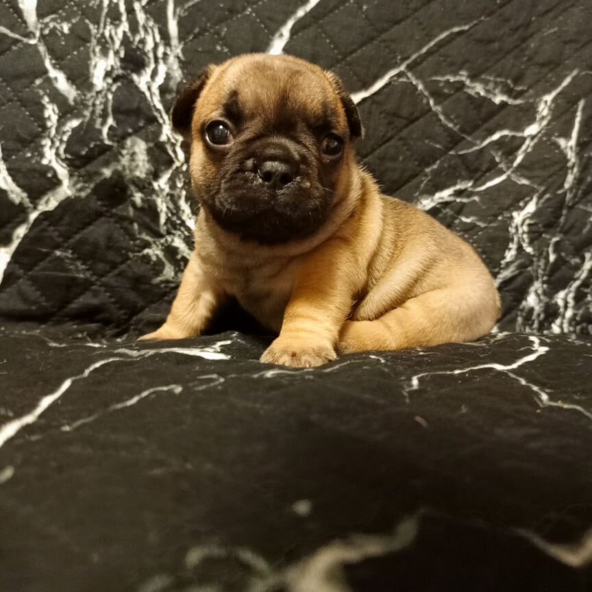 Девочка булочка