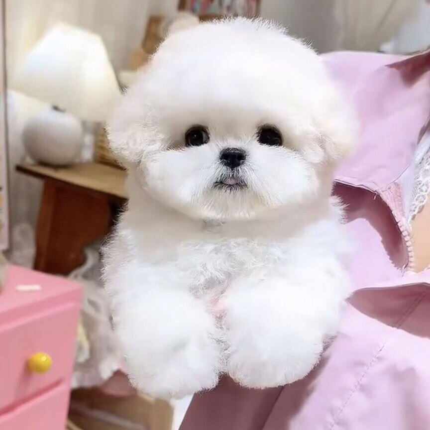 Бишон фризе, щенок