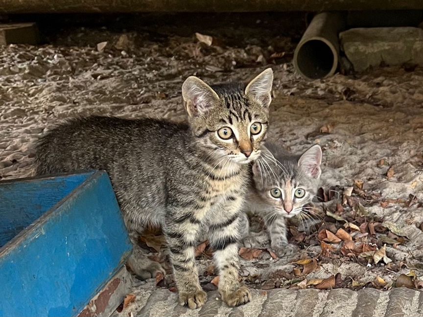 Пропадают котята