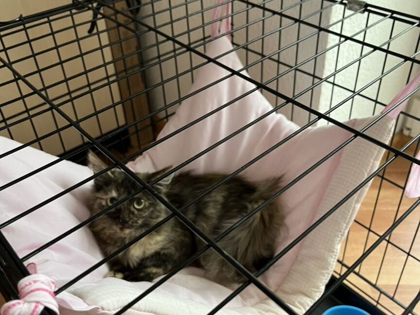 Кошки бесплатно