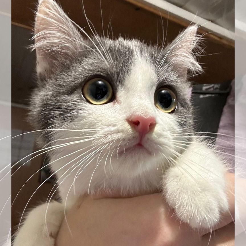 Скромная девочка ищет дом