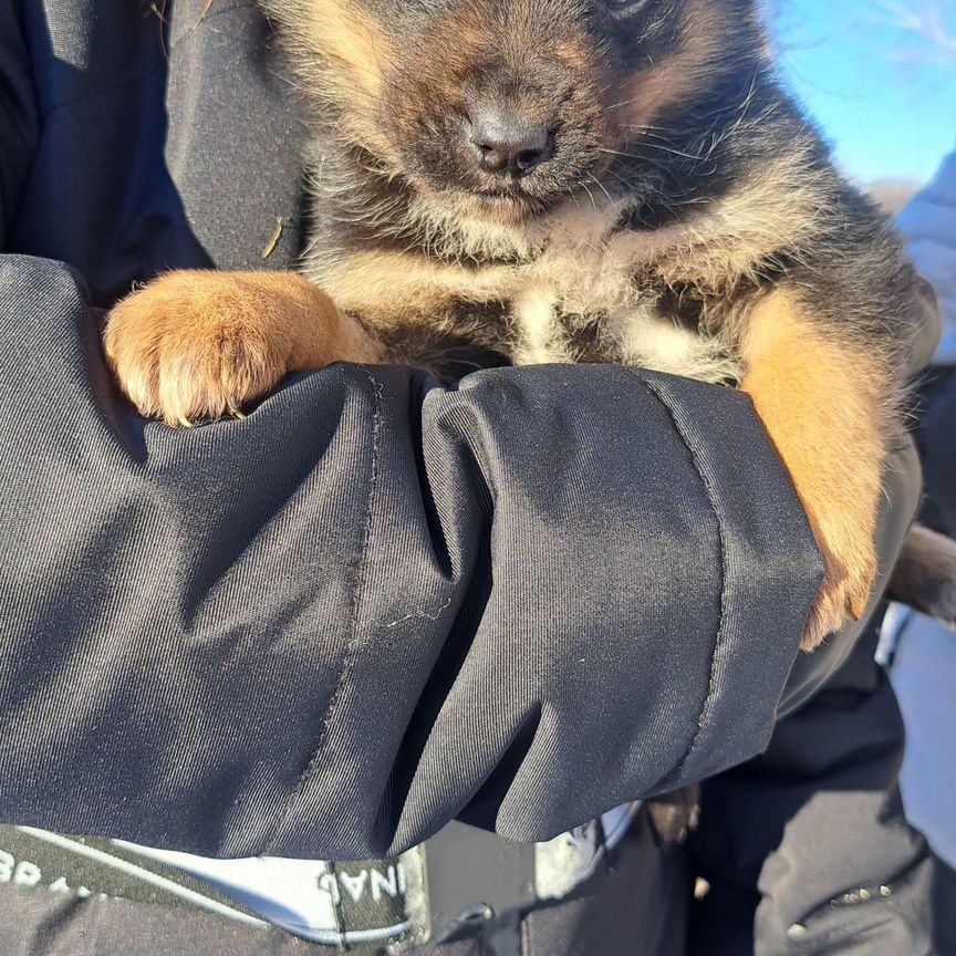 Отдам щенков в добрые руки