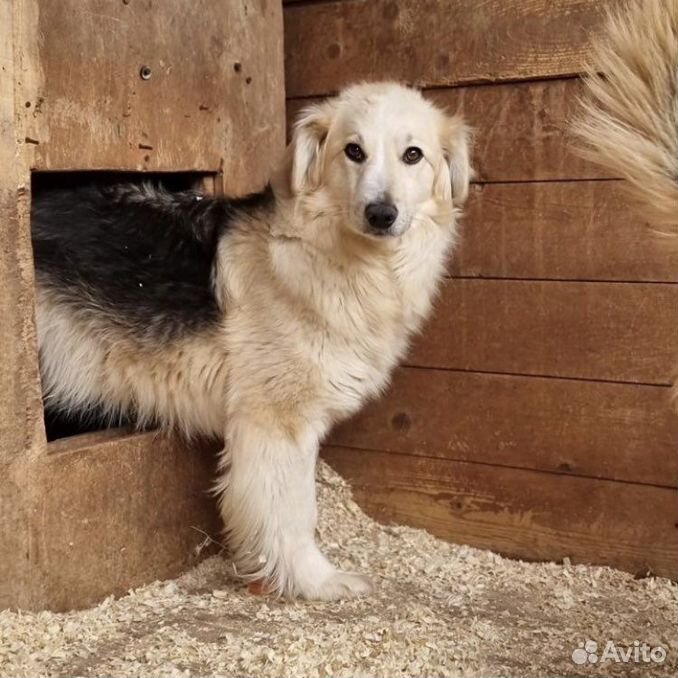Очаровательная Ванесса ищет добрые ручки