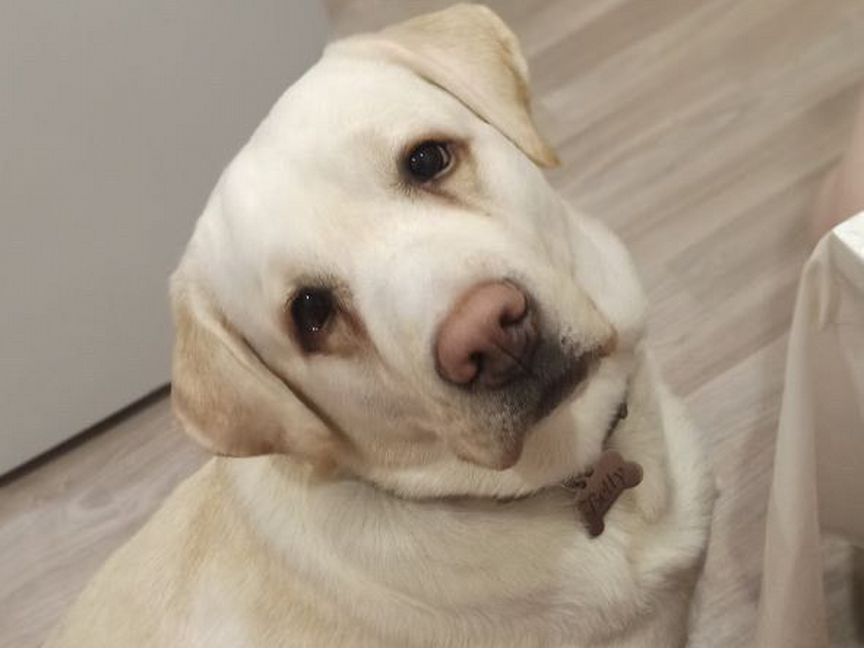 Собака лабрадор