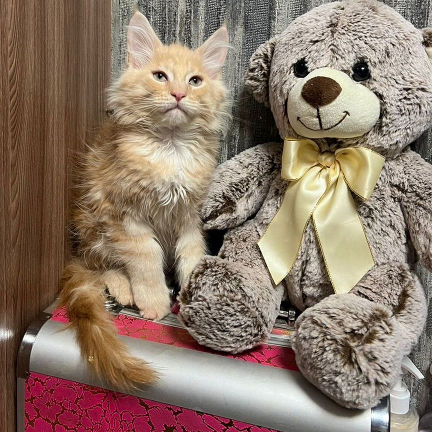 Мейн Кун котята разного окраса