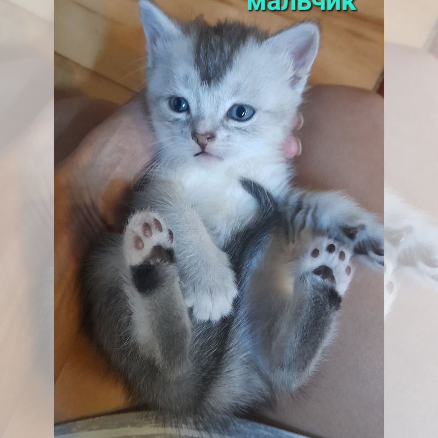 Шотландский вислоухий короткошёрстный котёнок