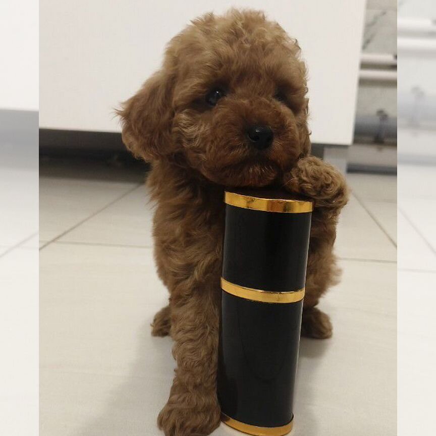 Пудель, щенок