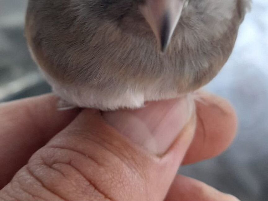 Продам гибрида