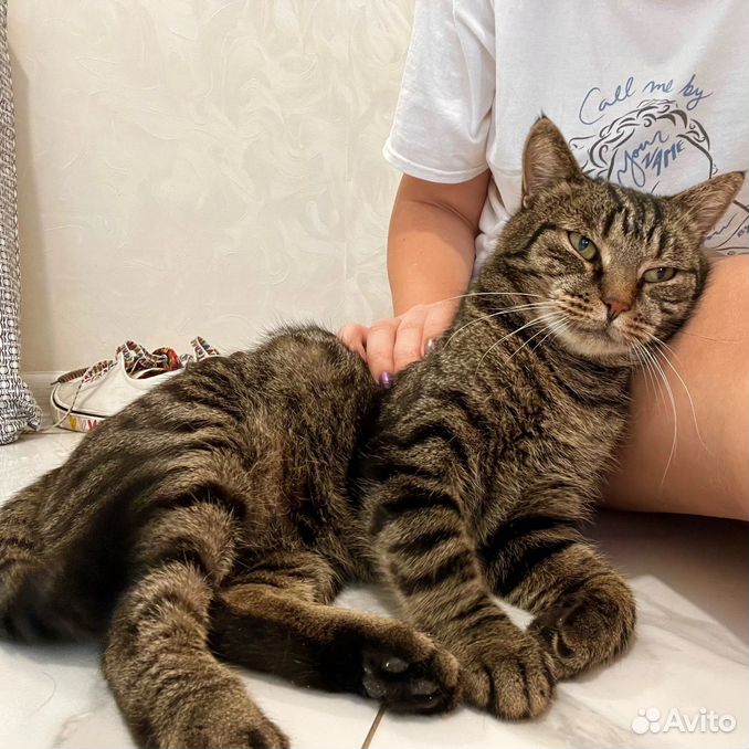 Тигр ласковый и ничей
