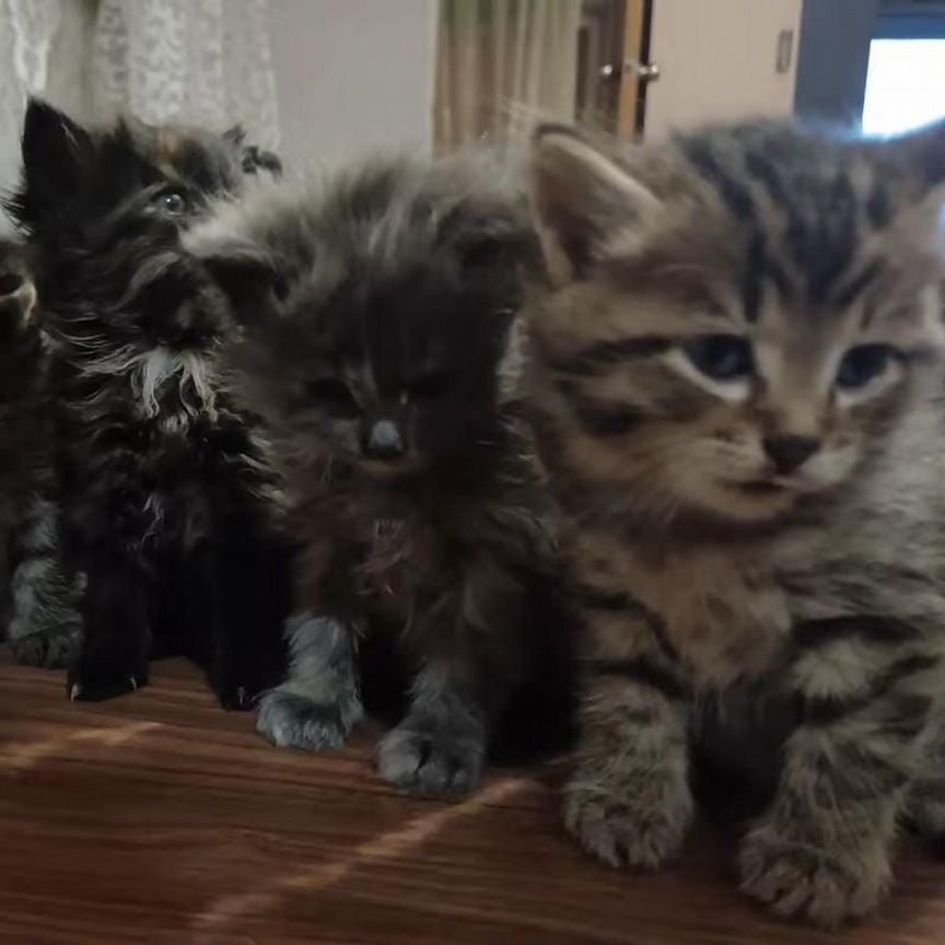 Отдаём игривых котят