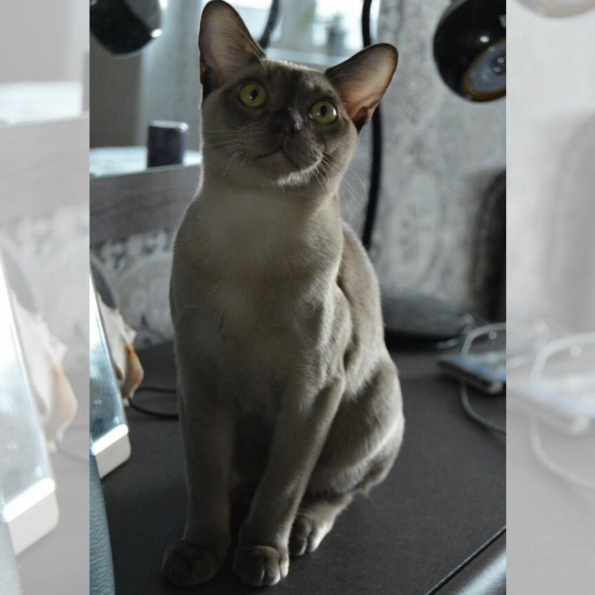 Европейская бурманская, взрослая кошка