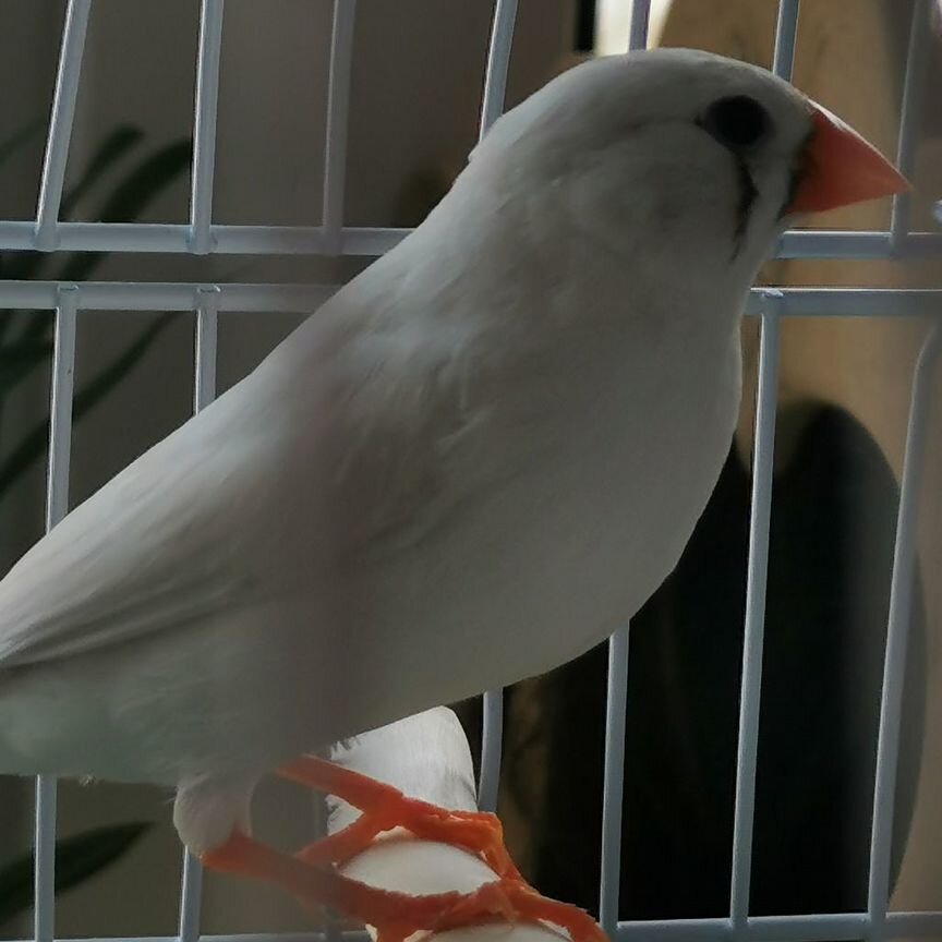Амадин