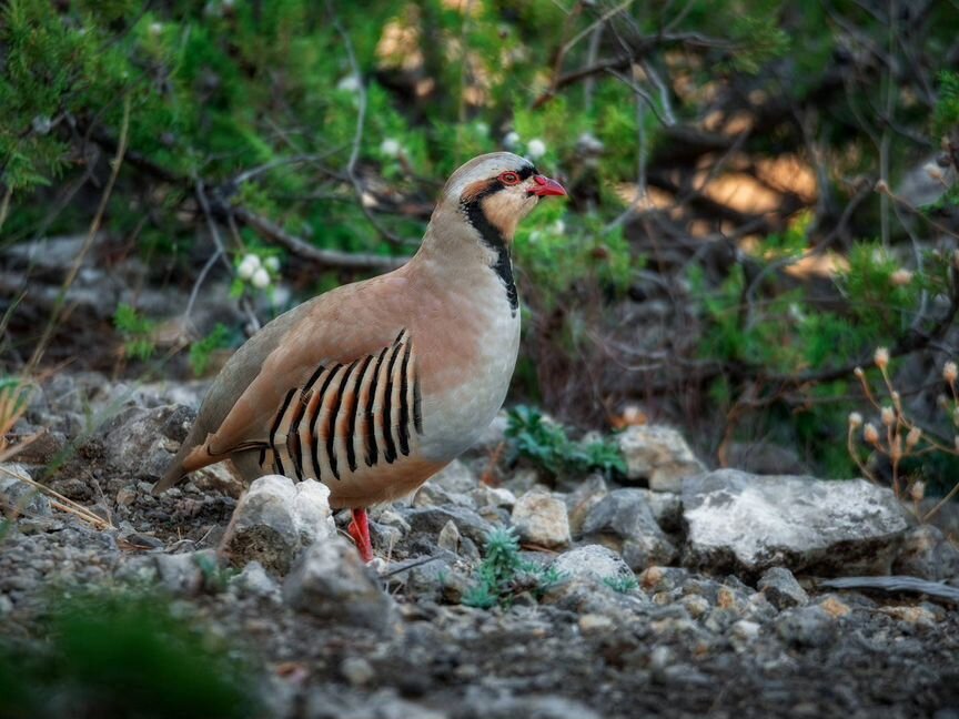 Каменная куропатка (Кеклик)