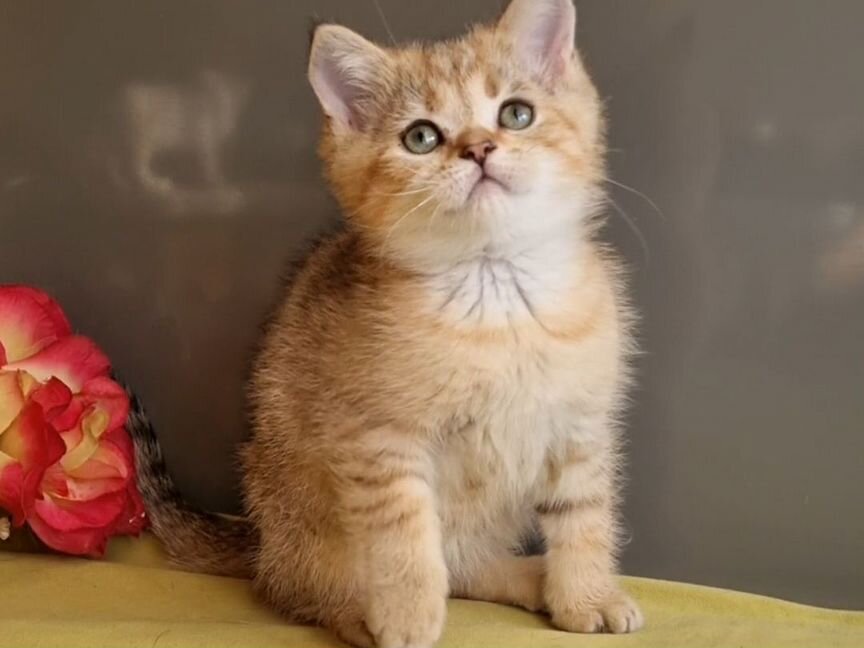 Золотой мальчик