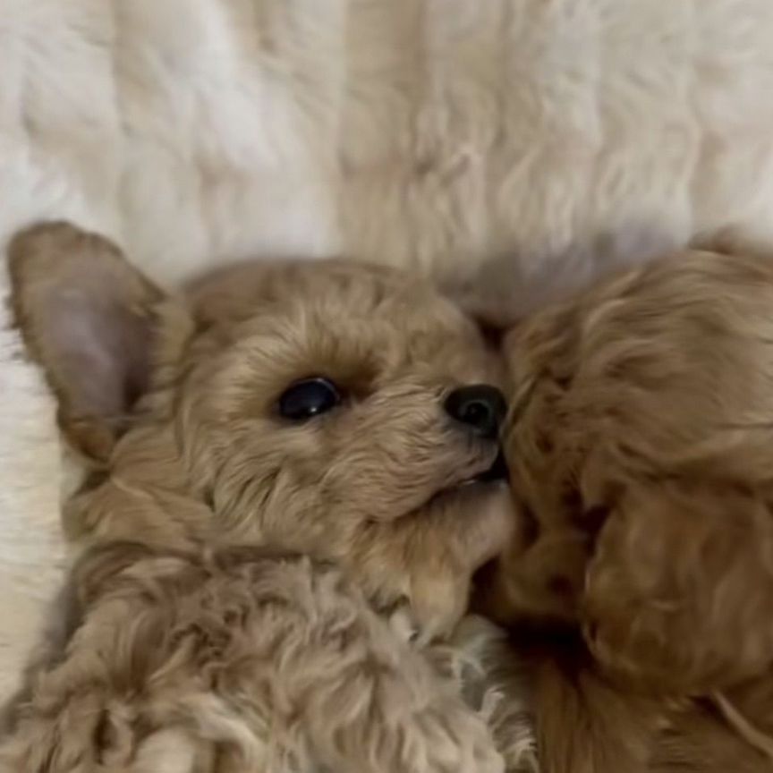 Мальтипу, щенок