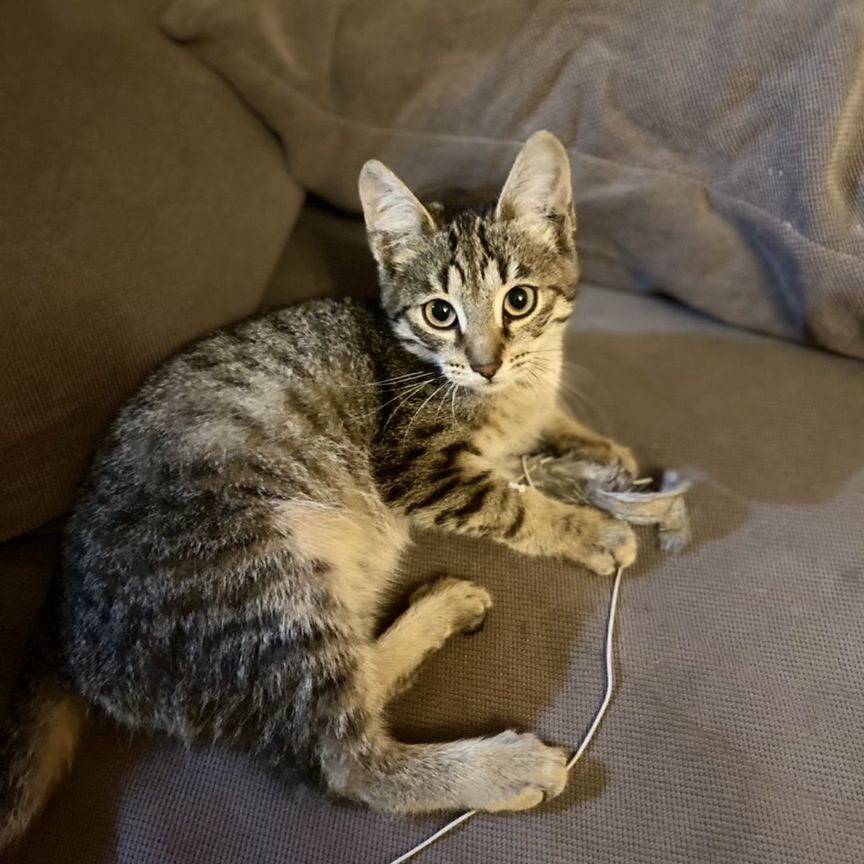 Котенок в добрые руки бесплатно