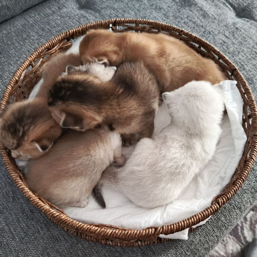 Шотландский прямоухий короткошёрстный котёнок