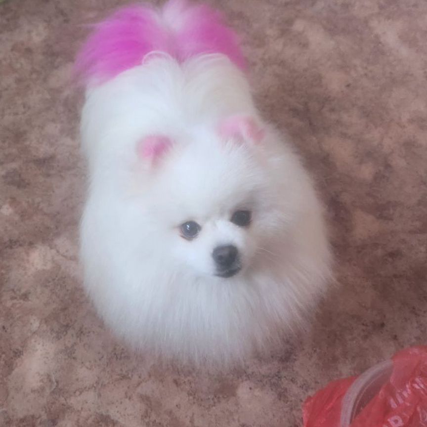 Померанский шпиц, взрослый пёс