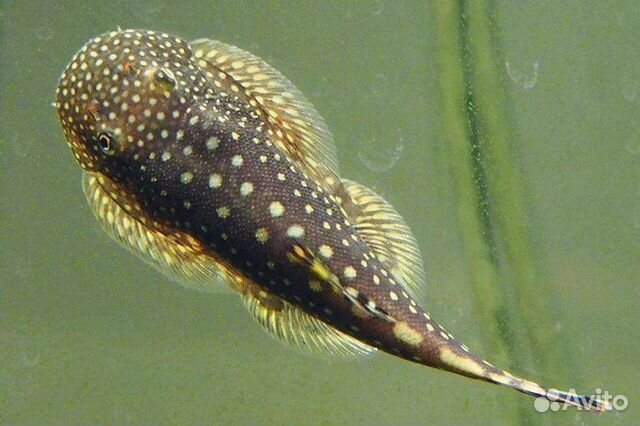 Гастромизон пятнистый