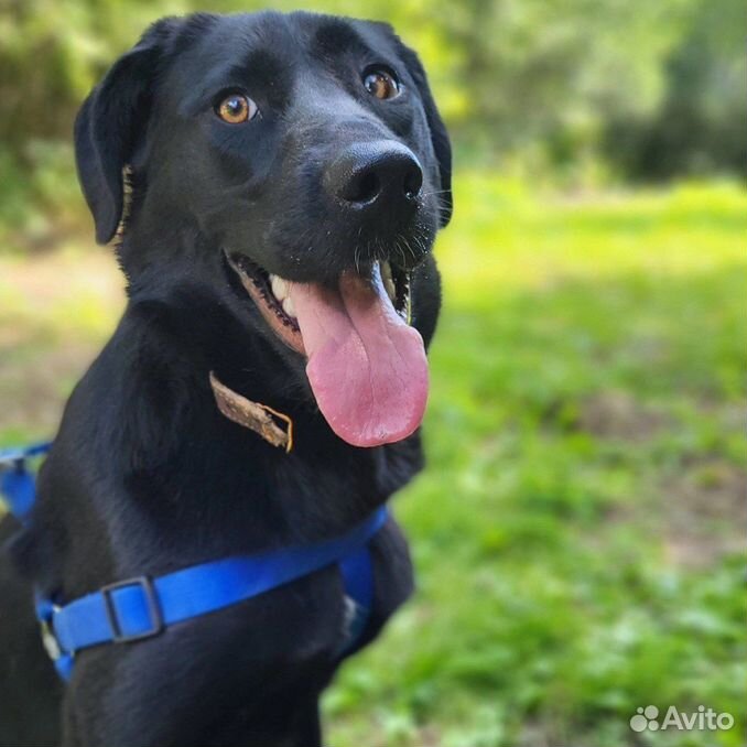 Молодая собака редкой красоты