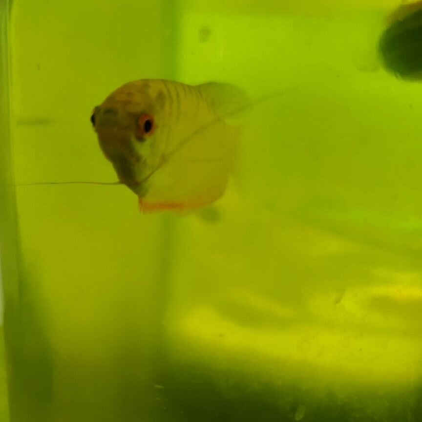 Медовый гурами