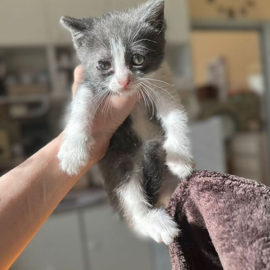 Котенок в добрые руки