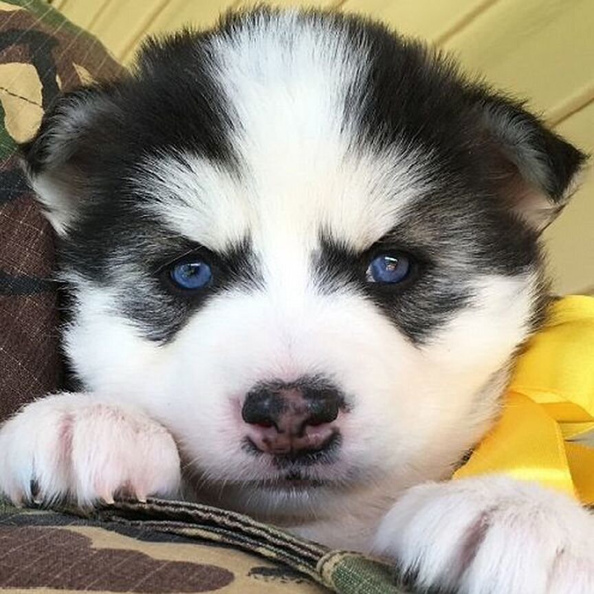 Удивительные малыши хаски