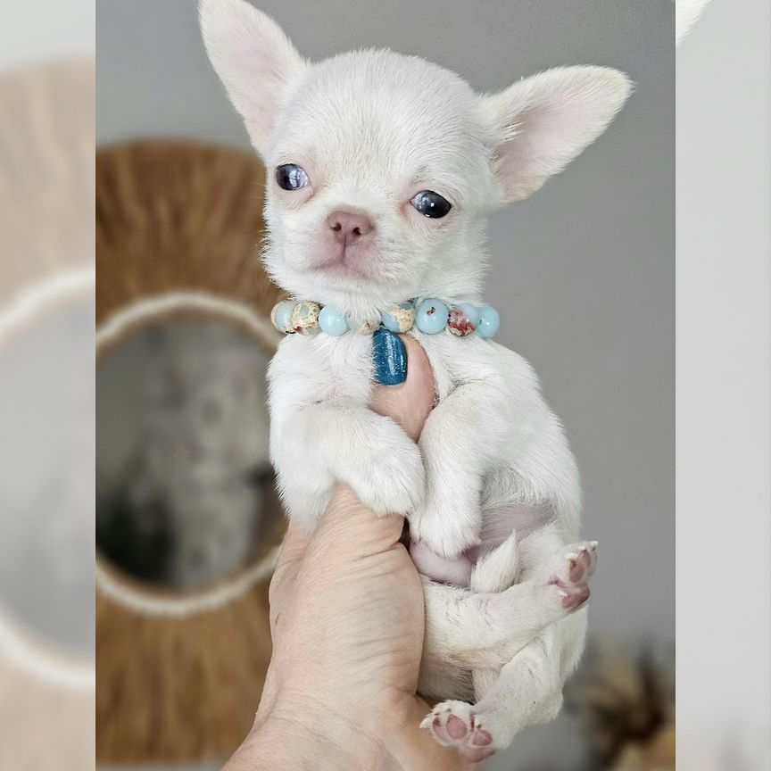 Чихуахуа, щенок