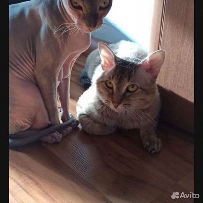 Котята сфинкс и сфинкс браш:)