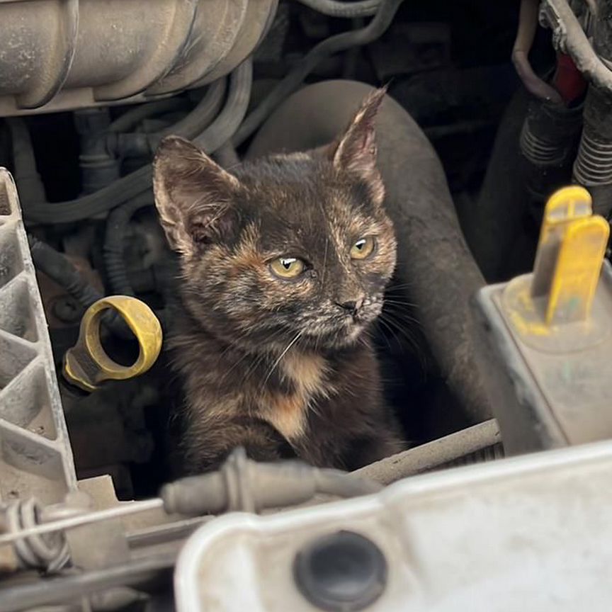 Котенок пропадет на улице
