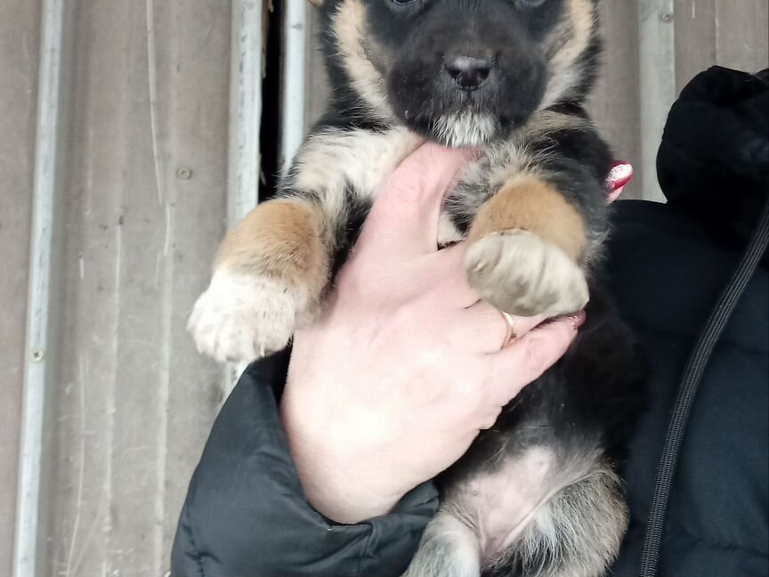 Щеночек-кнопочка,1.5 мес