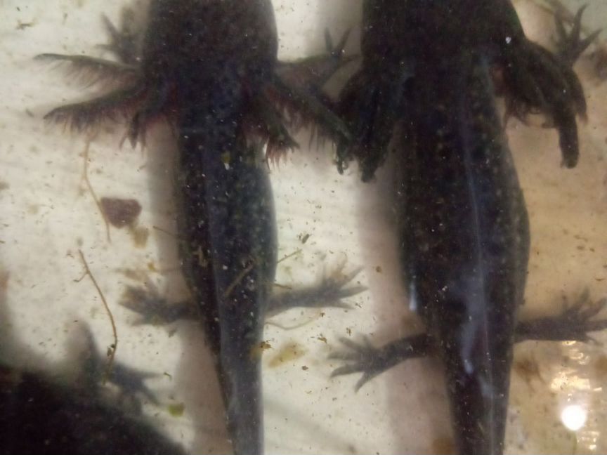 Аксолотль, мелкий опт